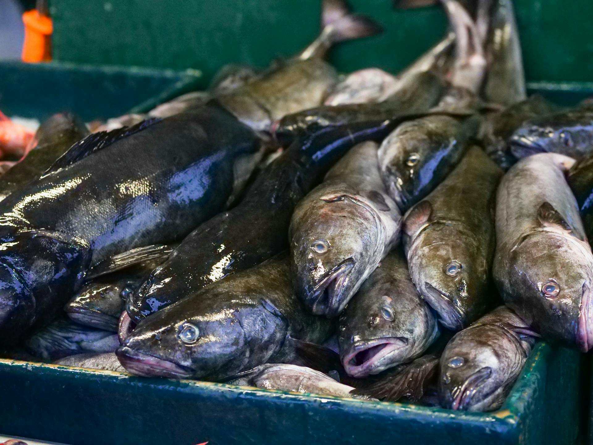 How Long Can Cod Last In The Fridge? | Fridge.com Blog
